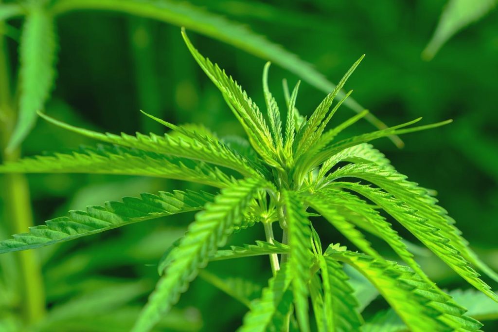 Different Uses for Hemp Besides Medicinal and Recreational - Harcourt ...