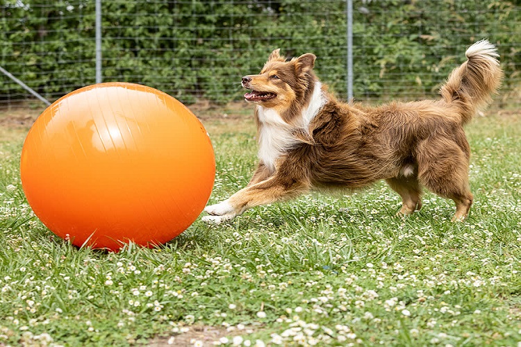 Herding Ball for Dogs: A Fun and Healthy Way to Keep Your Dog Active ...