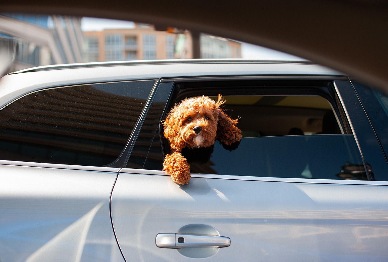 Furry Friends or Fatal Distractions? New Report Reveals the Risks of ...